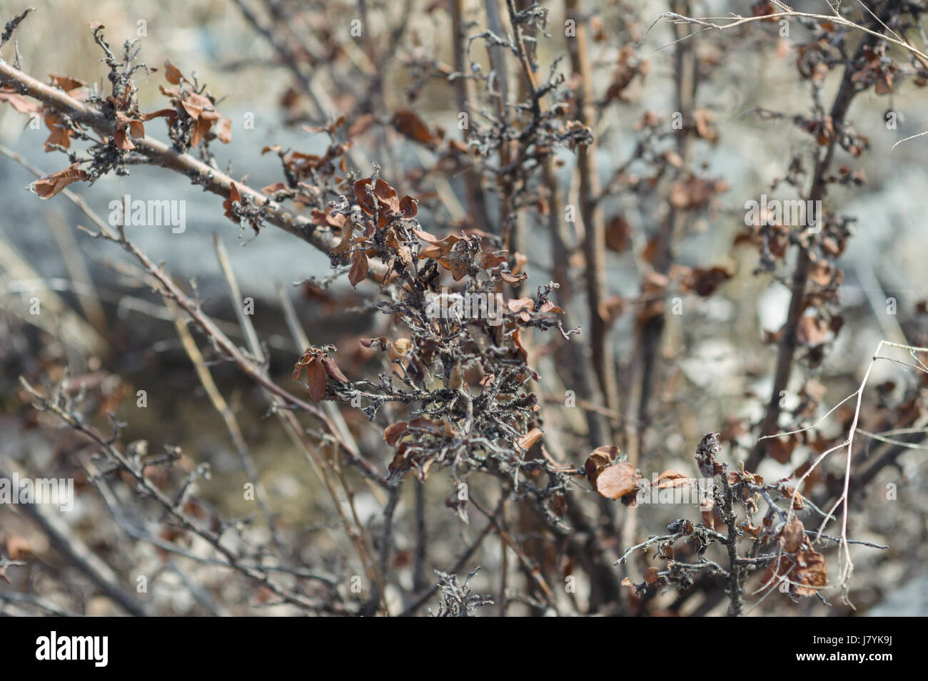 Branches of a dead shrub with dried leaves. Abstract background Stock ...
