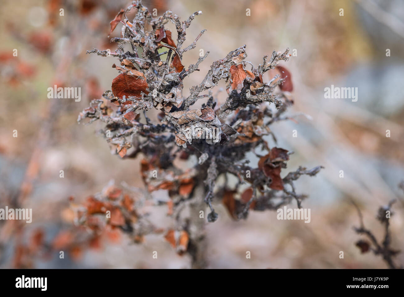 Branches of a dead shrub with dried leaves. Abstract background Stock ...