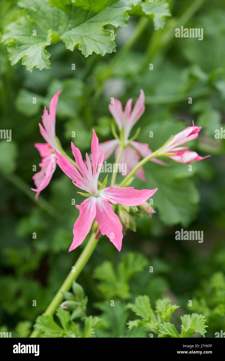 Pelargonium 'Ade's Elf'. Stellar Pelargonium Stock Photo - Alamy