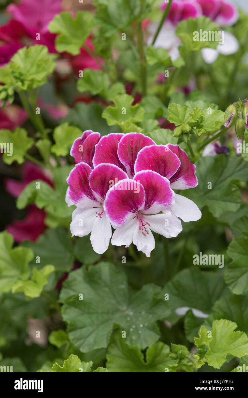 Pelargonium lara maid hi-res stock photography and images - Alamy
