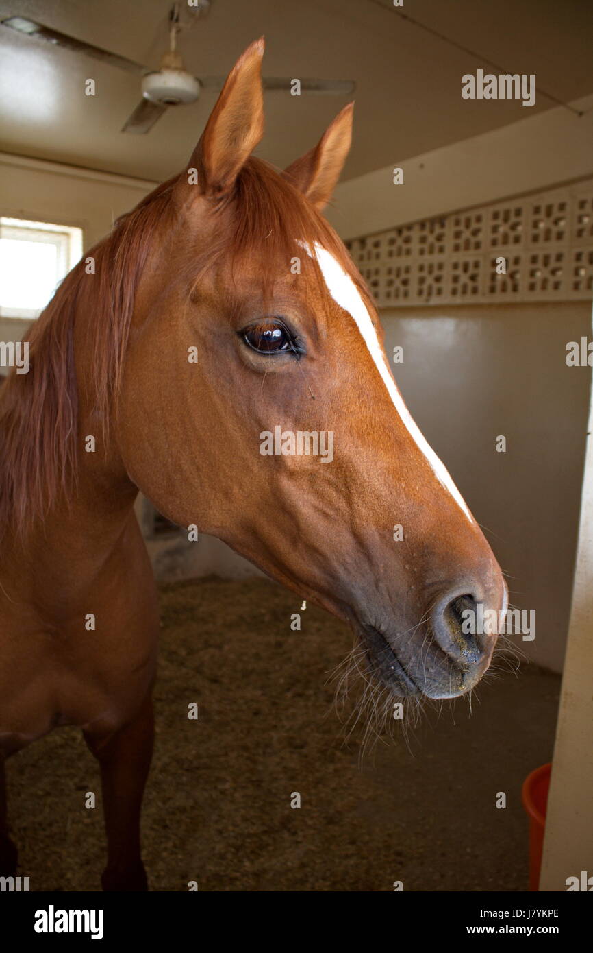 An Arabian thoroughbred horse in a stall of the Racing & Equestrian ...