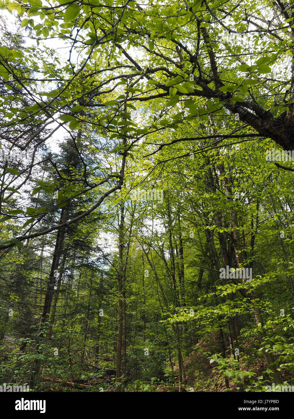 Inside vegetation hi-res stock photography and images - Alamy