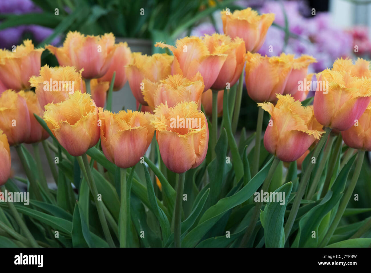 Tulipa 'Fringed lambada'. Fringed Tulip Stock Photo - Alamy
