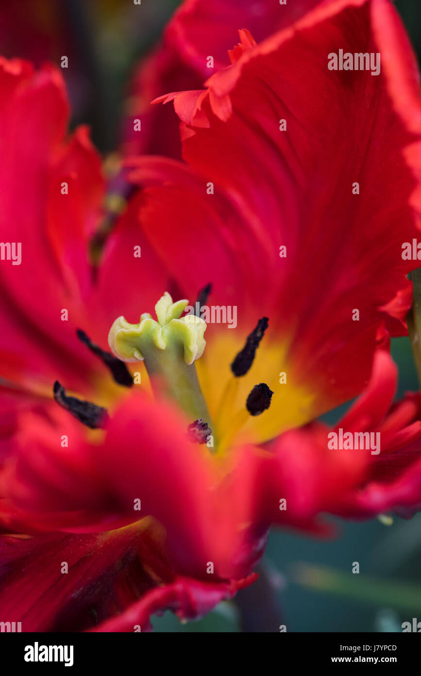 Tulipa 'Rococo'. Parrot Tulip Stock Photo - Alamy