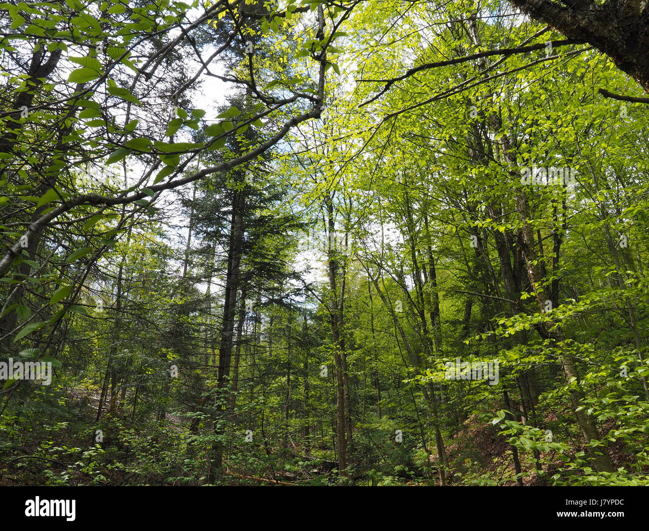 Inside vegetation hi-res stock photography and images - Alamy