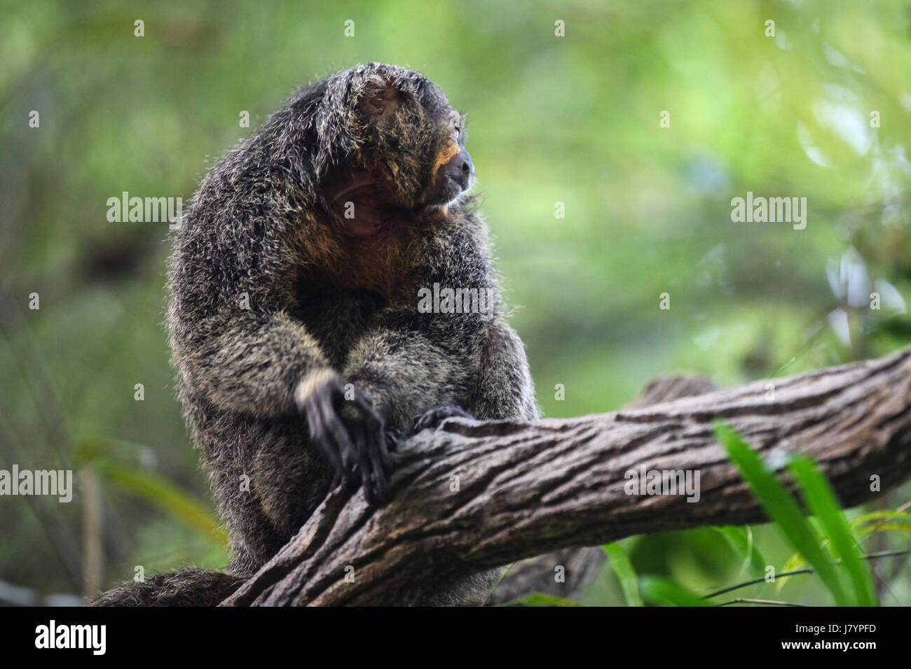 Monkeys are busy with their chores, Singapore, Southeast Asia Stock ...