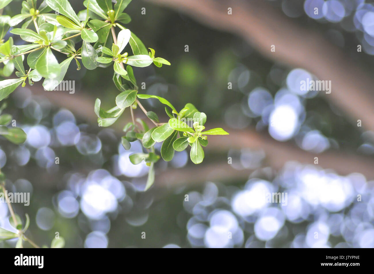 Terminalia ivorensis Chev. ,Terminalia ivorensis tree Stock Photo - Alamy