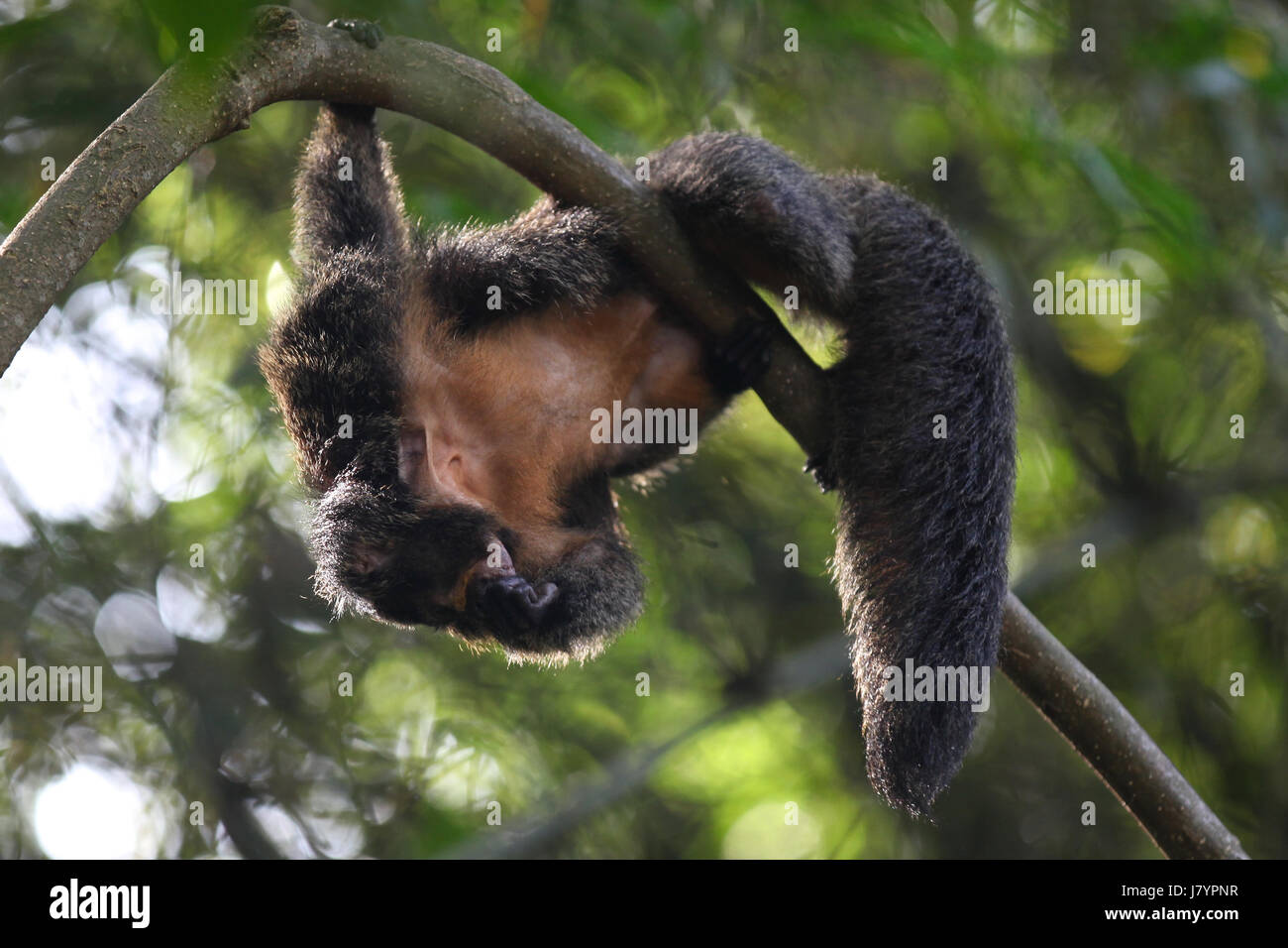 Monkeys are busy with their chores, Singapore, Southeast Asia Stock ...