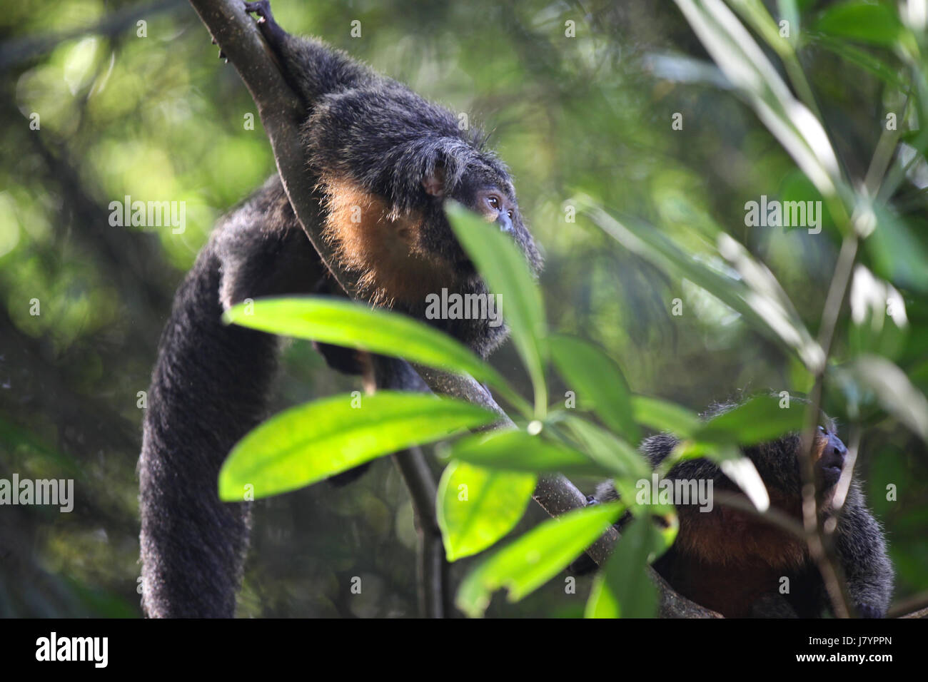 Monkeys are busy with their chores, Singapore, Southeast Asia Stock ...