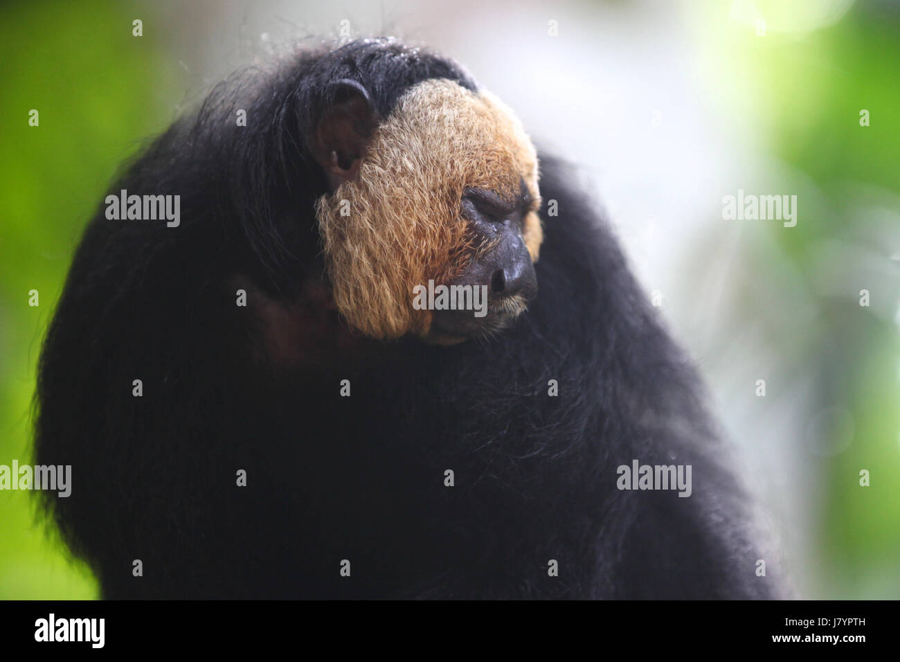 Monkeys are busy with their chores, Singapore, Southeast Asia Stock ...