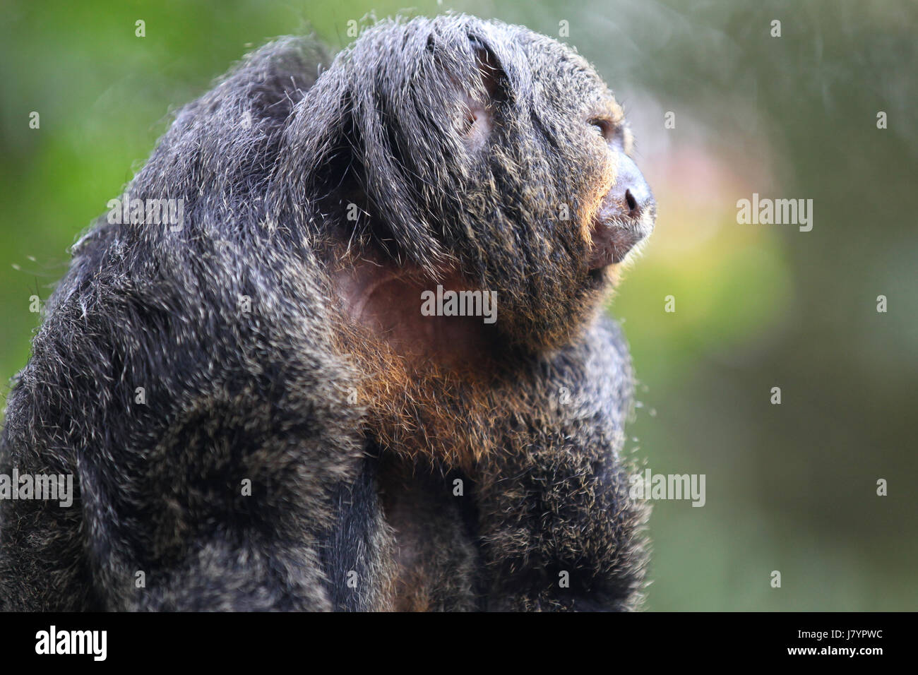 Monkeys are busy with their chores, Singapore, Southeast Asia Stock ...