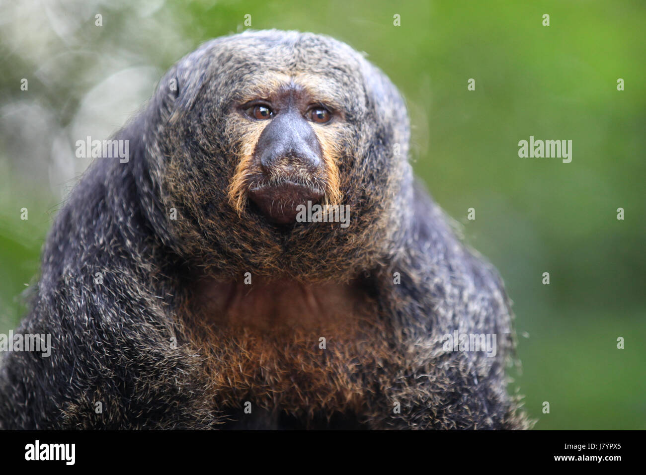Monkeys are busy with their chores, Singapore, Southeast Asia Stock ...
