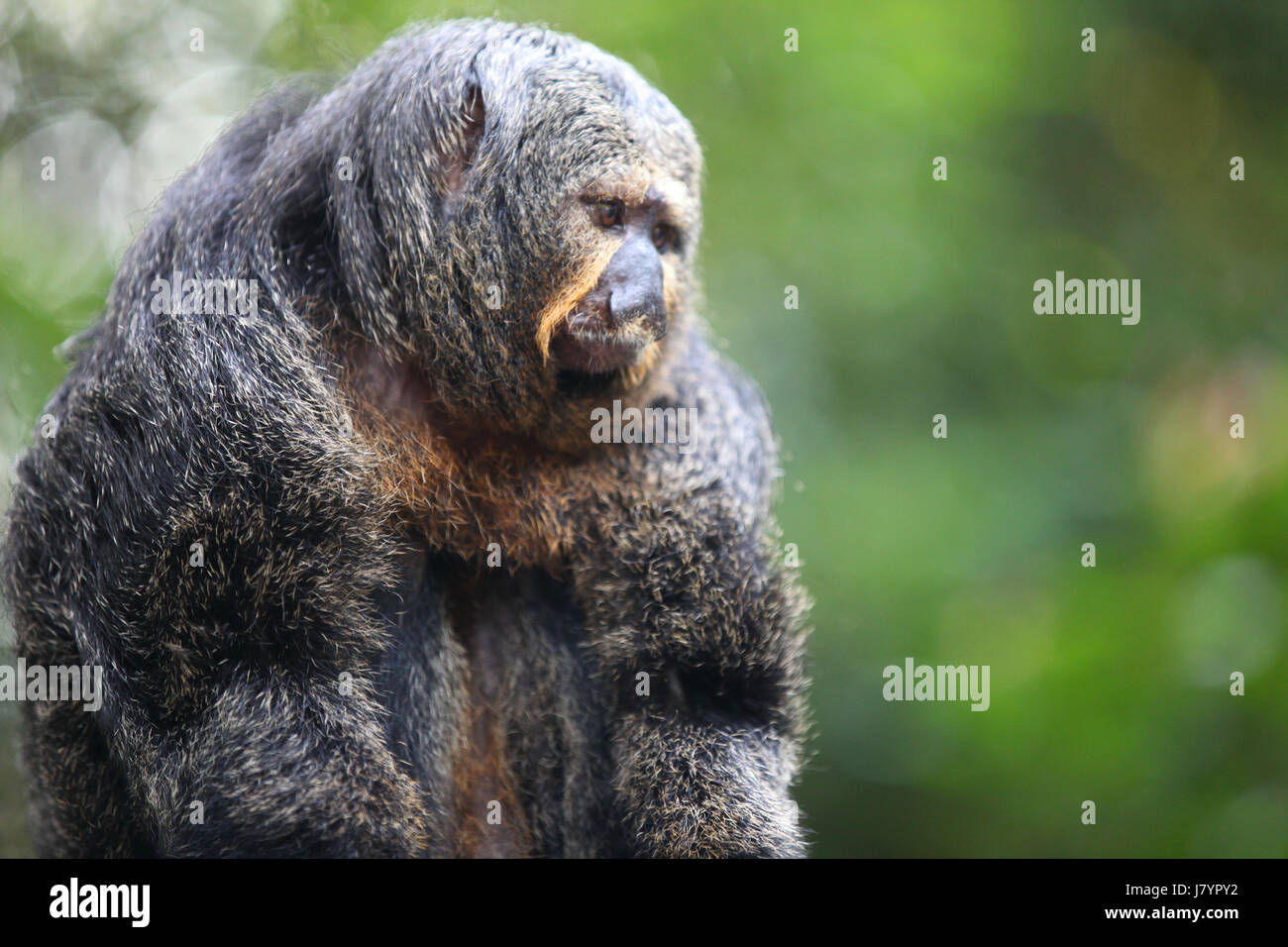 Monkeys are busy with their chores, Singapore, Southeast Asia Stock ...