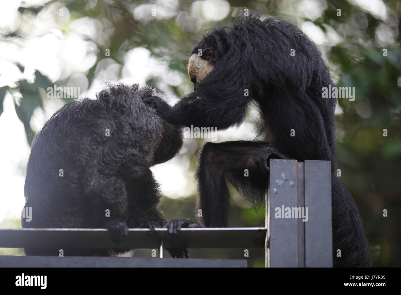 Monkeys are busy with their chores, Singapore, Southeast Asia Stock ...