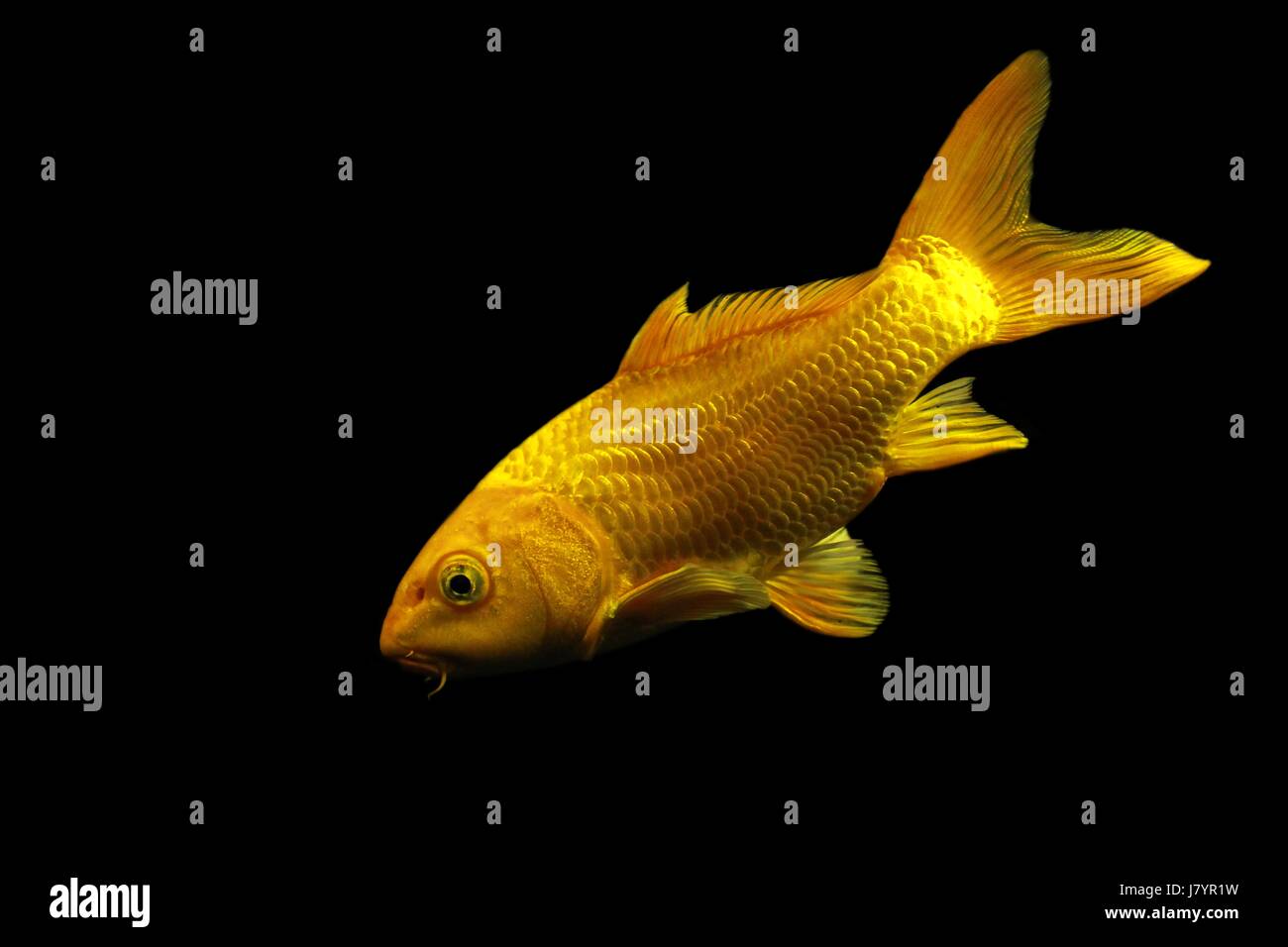 Sea bottom fish on black background Stock Photo - Alamy