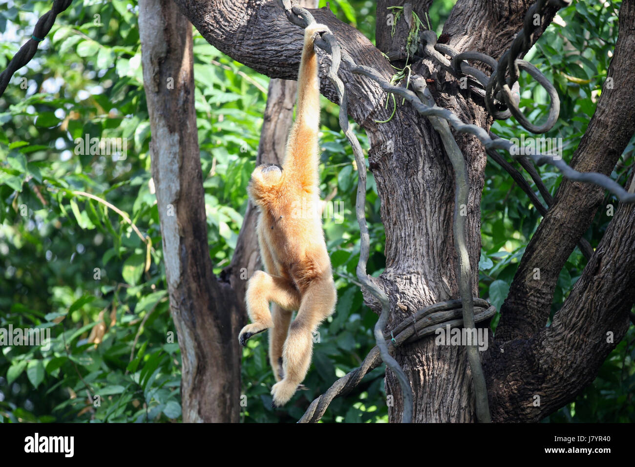 Monkeys are busy with their chores, Singapore, Southeast Asia Stock ...