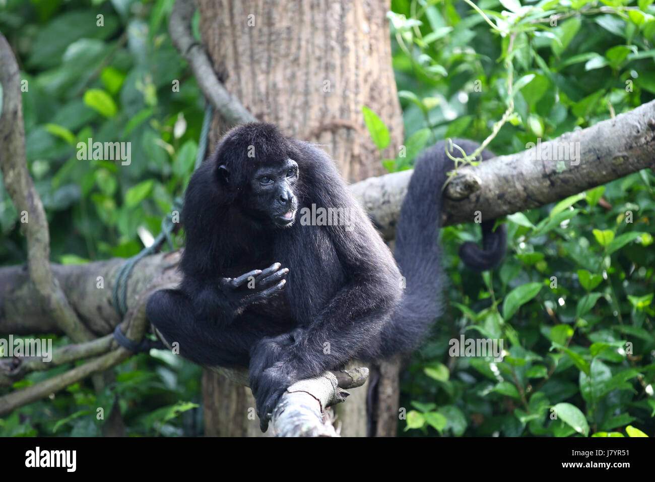 Monkeys are busy with their chores, Singapore, Southeast Asia Stock ...