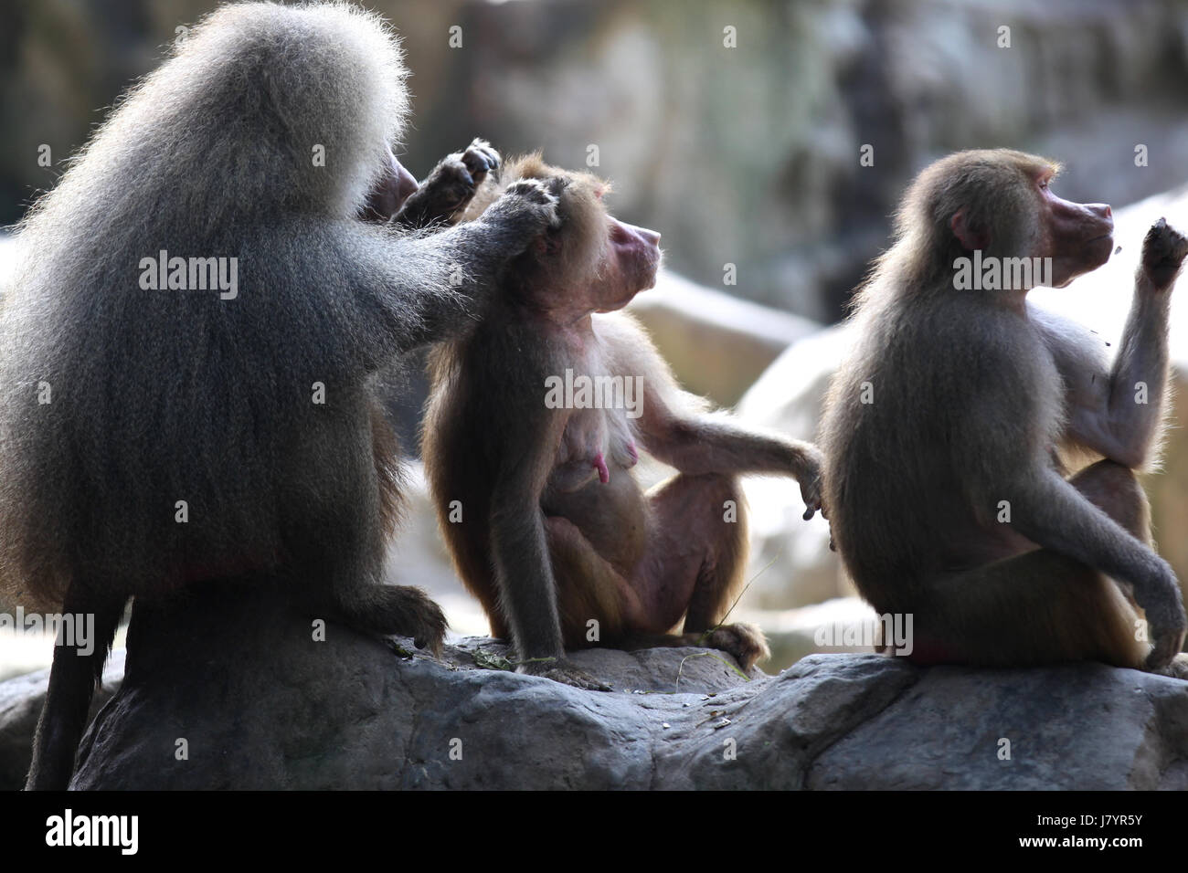 Monkeys are busy with their chores, Singapore, Southeast Asia Stock ...