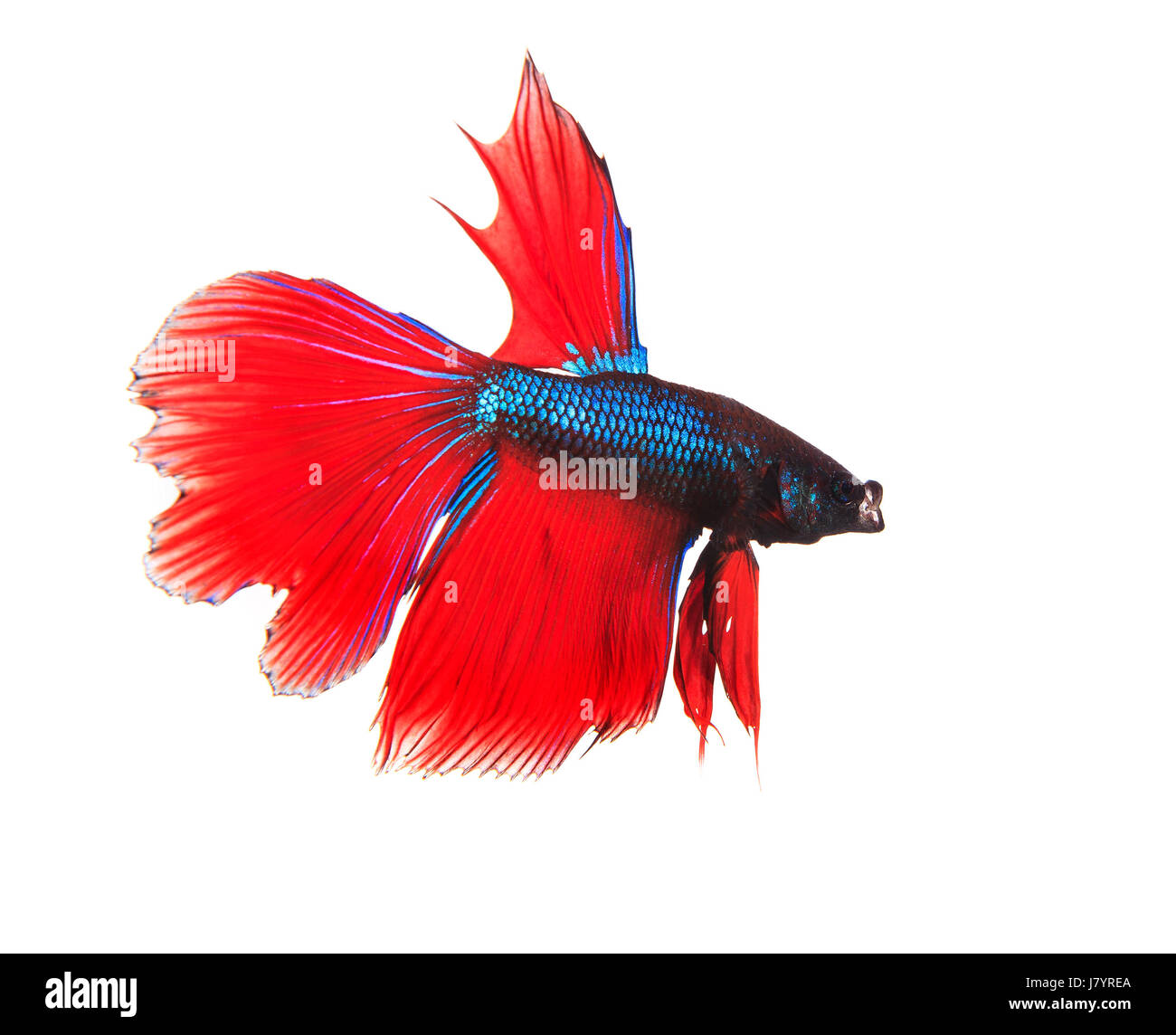 siamese thai red betta fighting fish full body top form isolated white ...