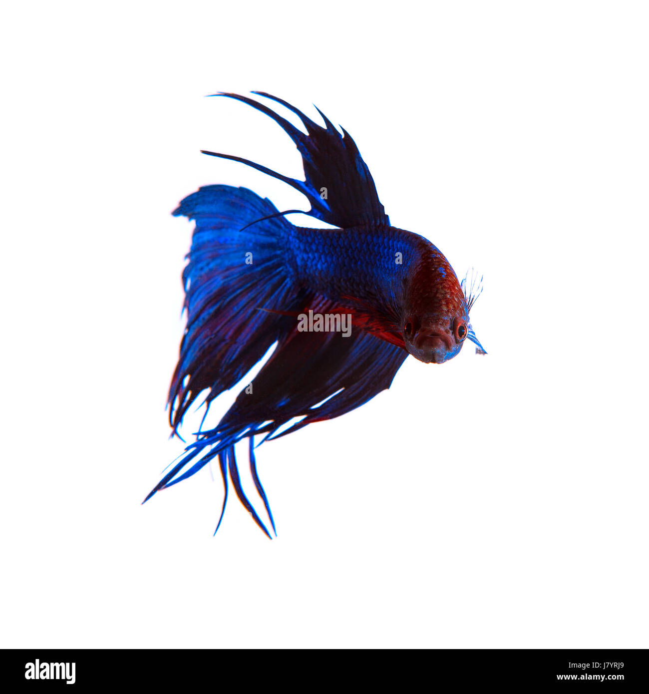 Red blue crown betta fish hi-res stock photography and images - Alamy