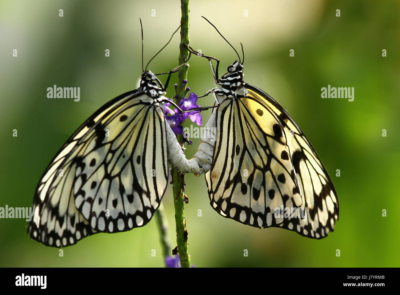 asia butterfly moth mating mate insect asia butterfly moth mating mate ...