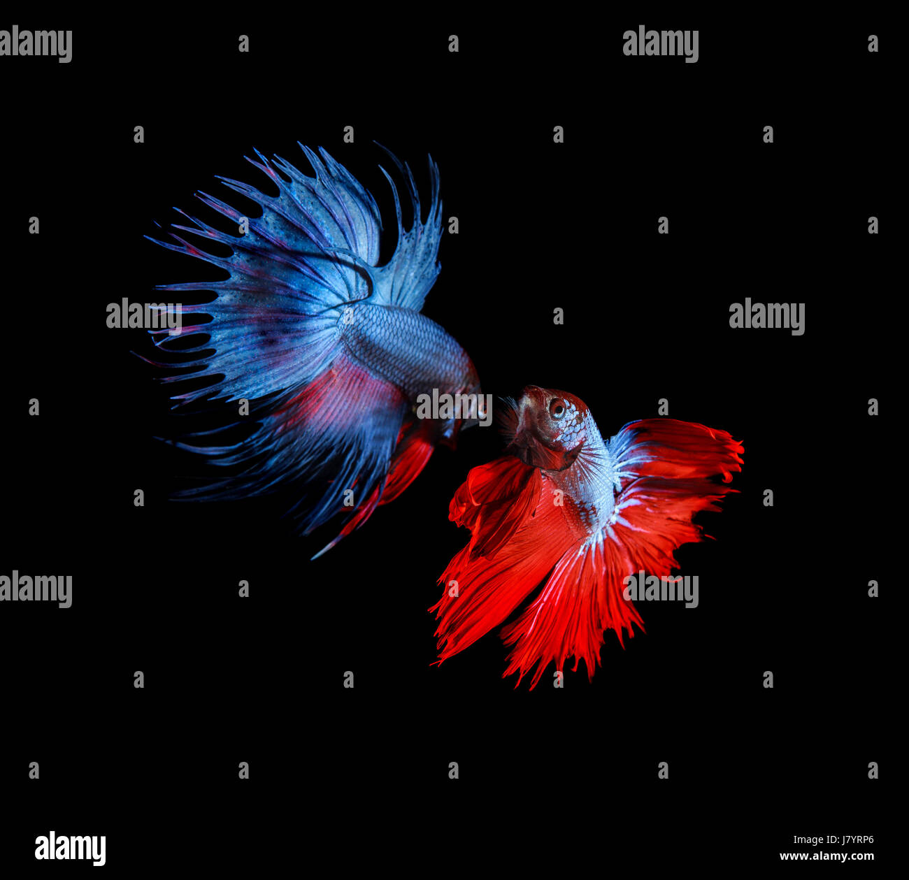 red and blue betta fighting fish top form preparing to fight isolated ...