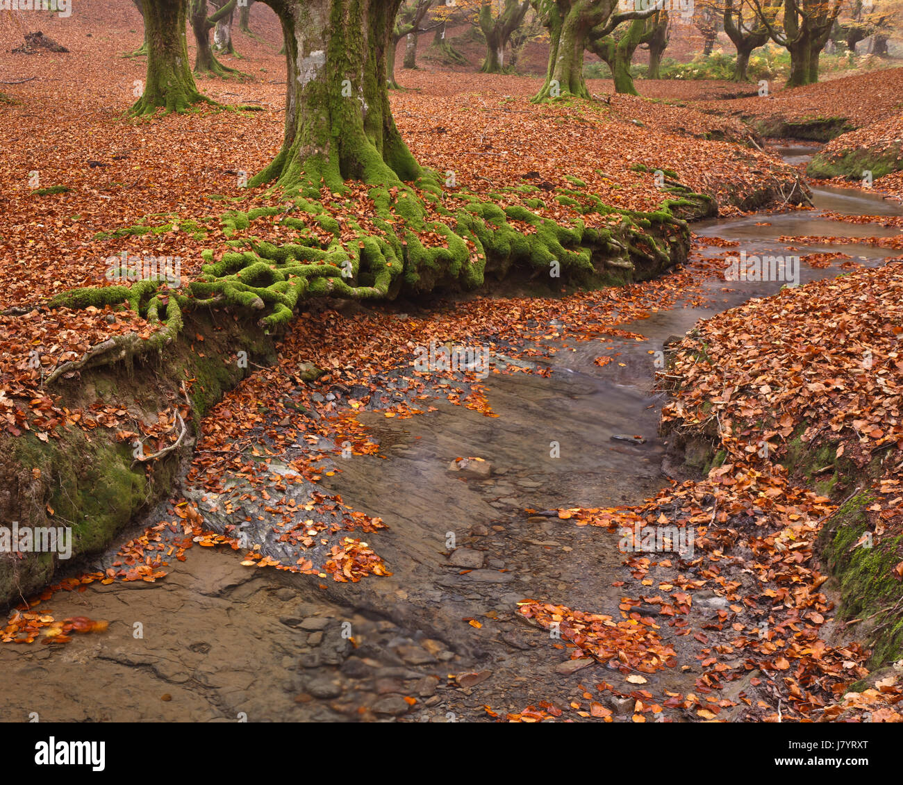 leaf colour tree trees ground soil earth humus leaves coloured ...