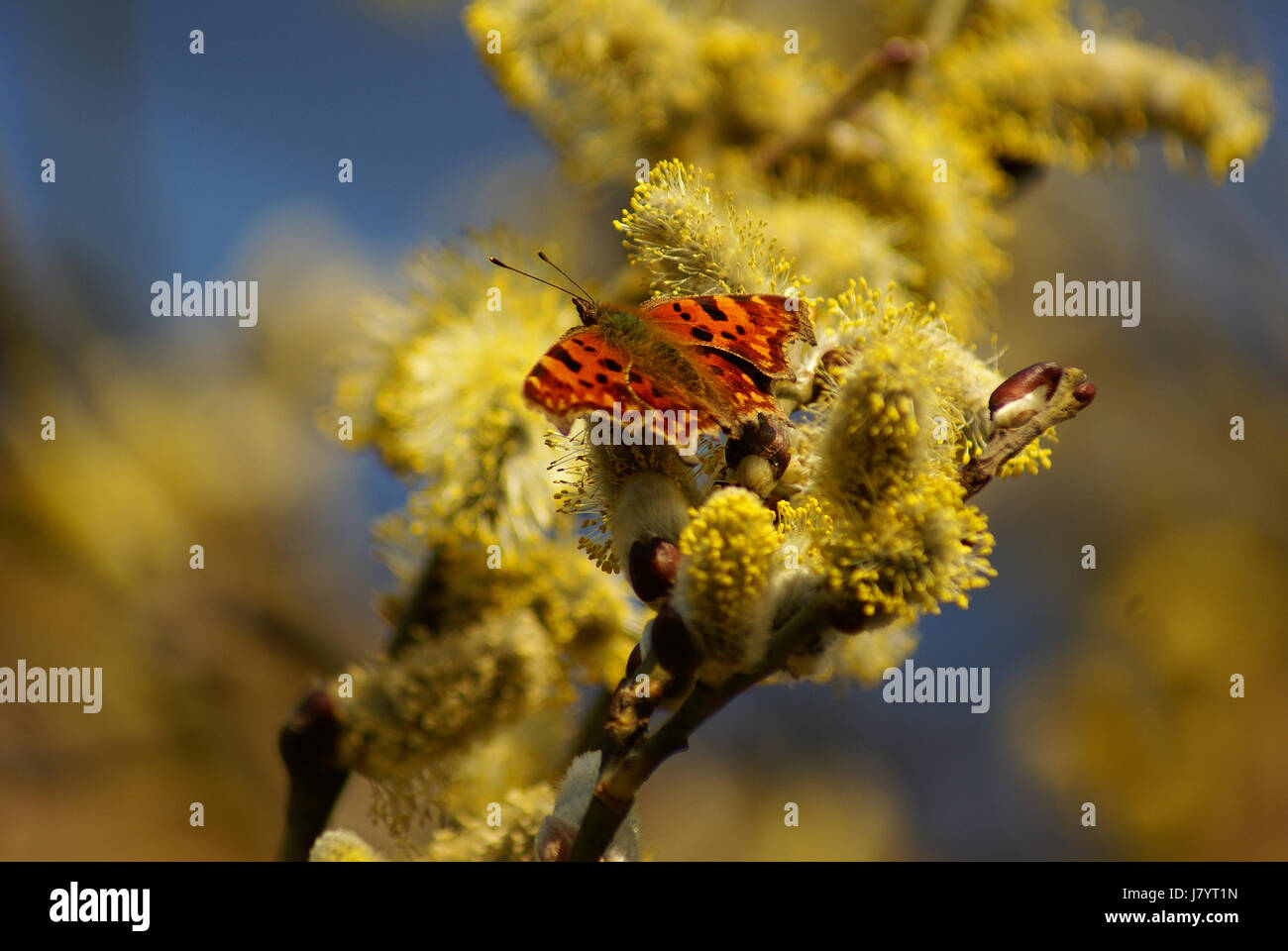 environment enviroment insects spring pollen nature insect bee ...