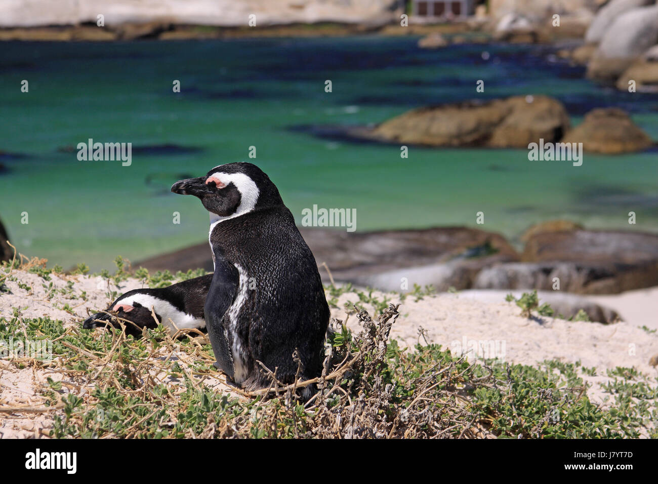 penguins beach seaside the beach seashore salt water sea ocean water ...