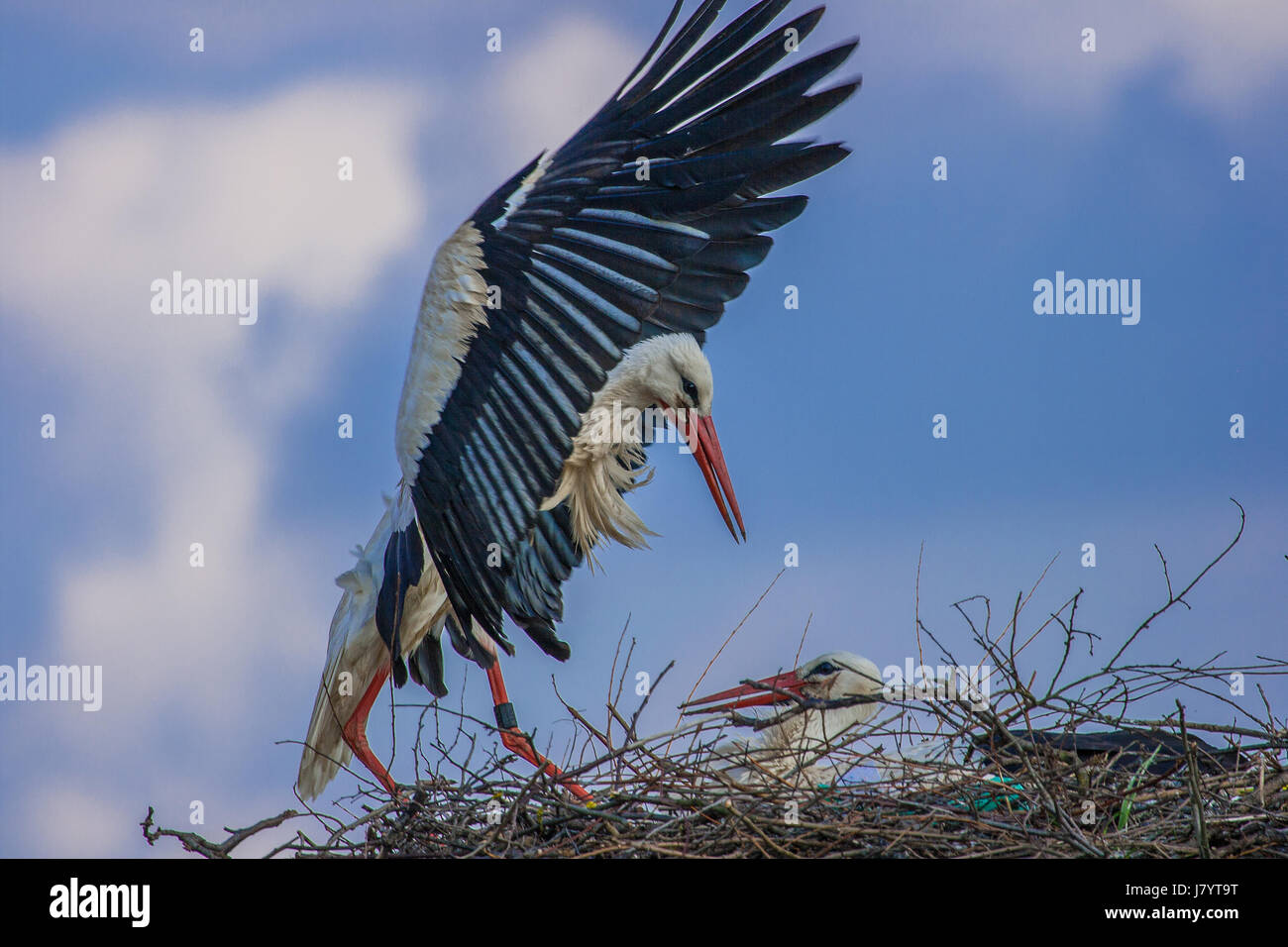 A stork in its nest bringing food for the newly born storks Stock Photo ...