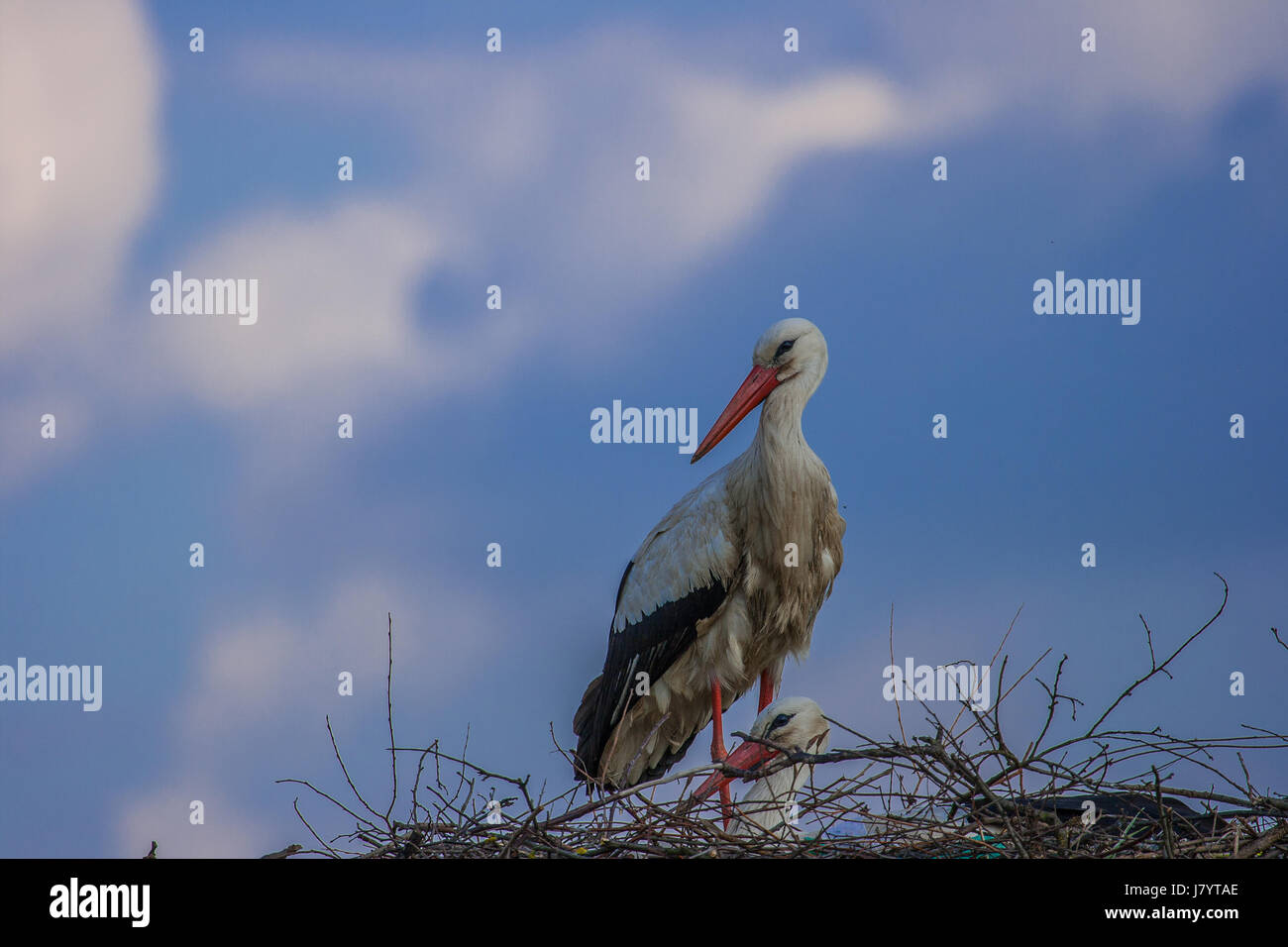 A stork in its nest bringing food for the newly born storks Stock Photo ...