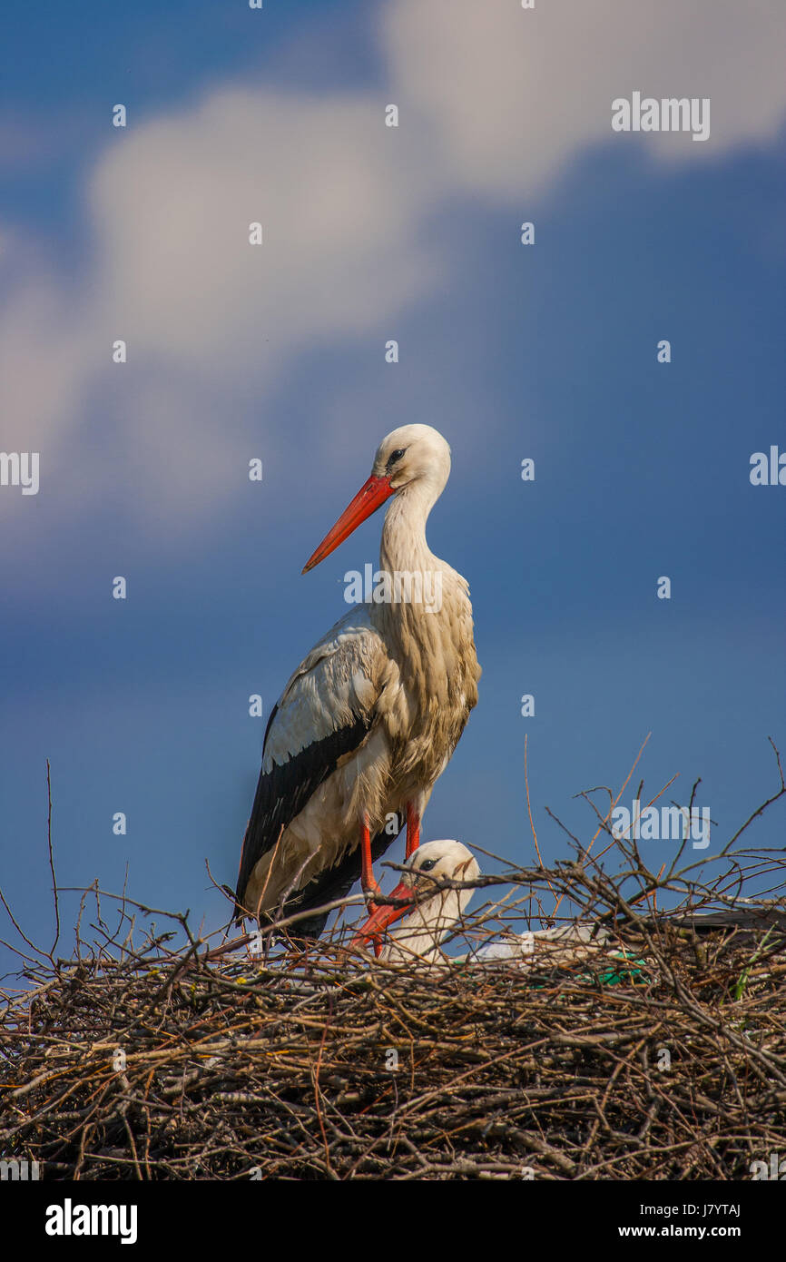 A stork in its nest bringing food for the newly born storks Stock Photo ...