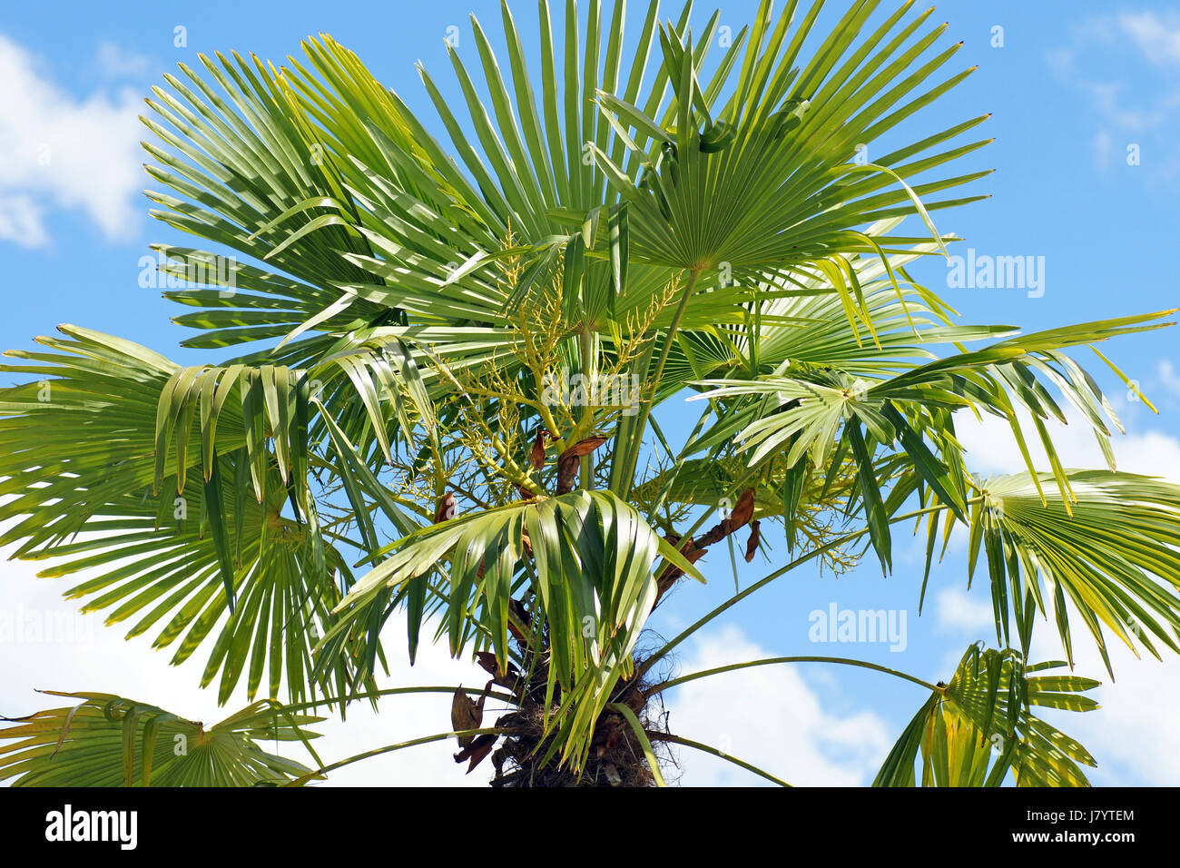 palm - palm Stock Photo - Alamy