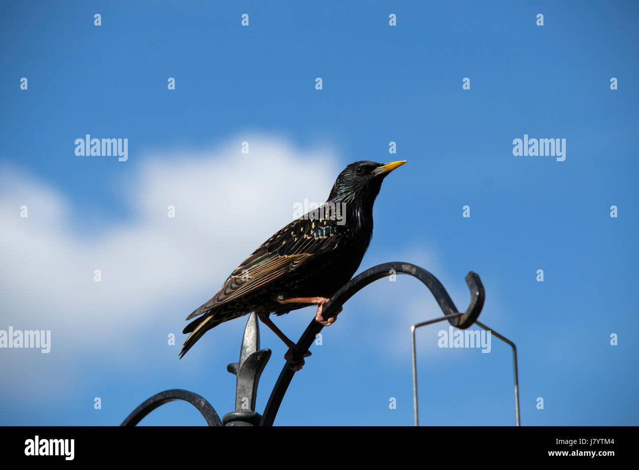 Starling perched on garden bird feeding station Stock Photo - Alamy