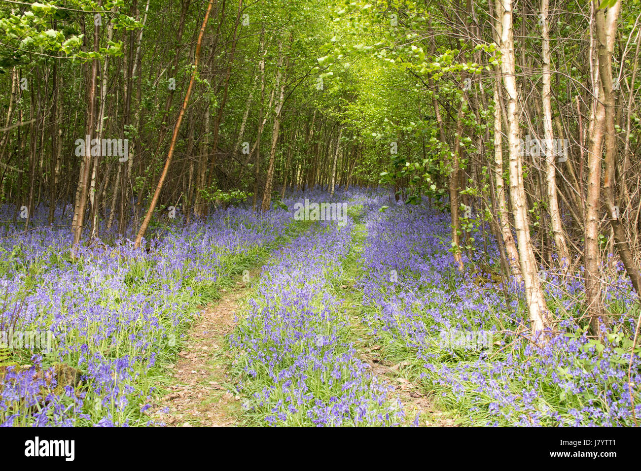 Bluebells in woodland Stock Photo - Alamy