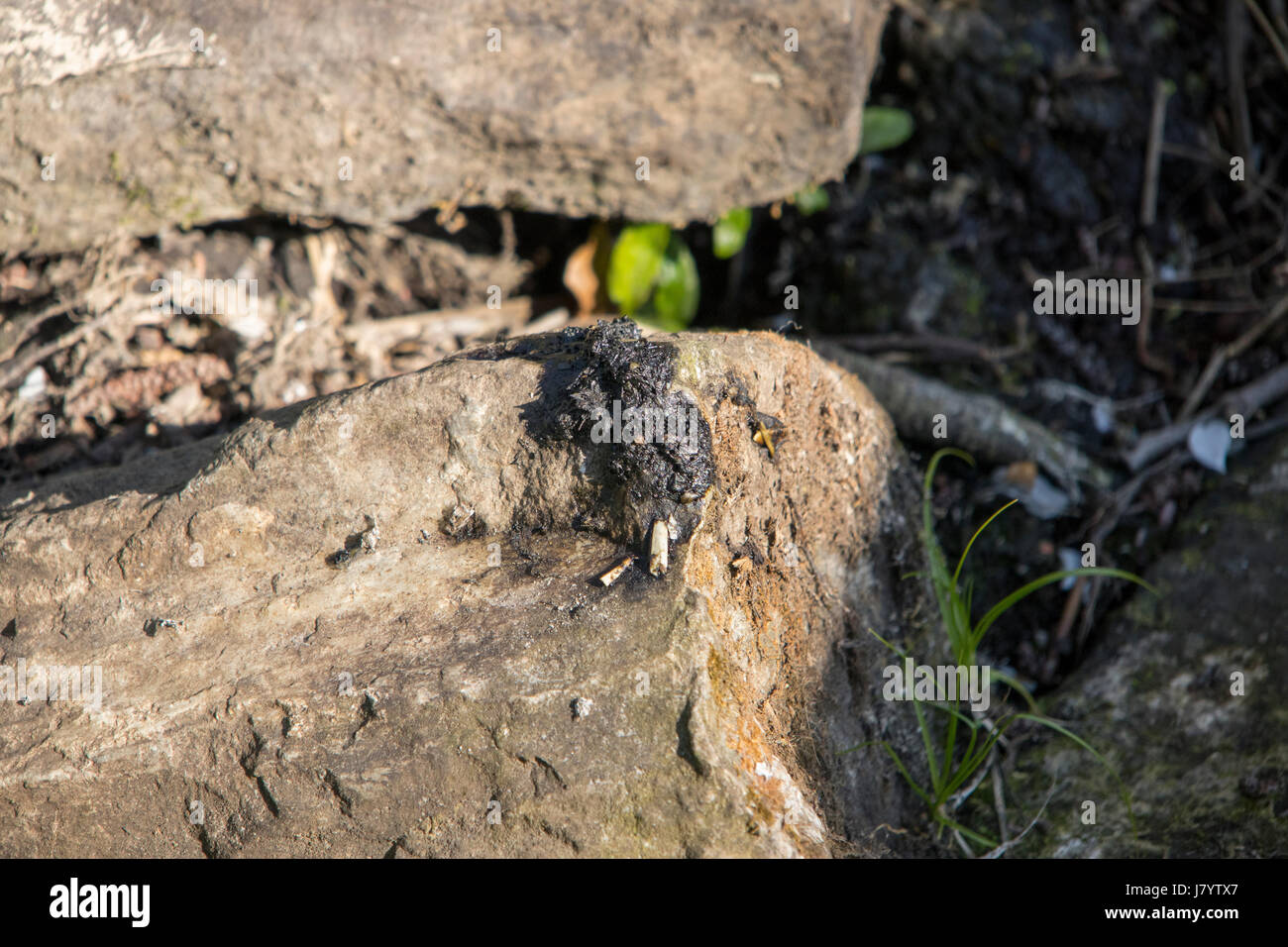 Otter spraint on rock Stock Photo - Alamy
