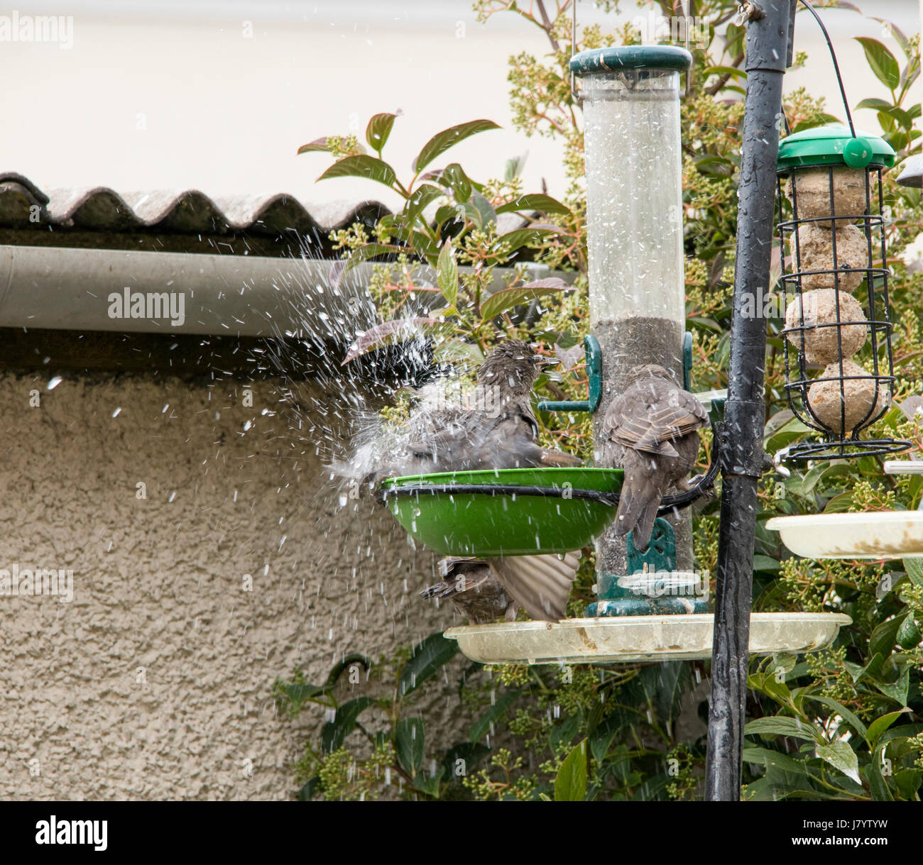 Starling fledglings bathing in garden Stock Photo - Alamy