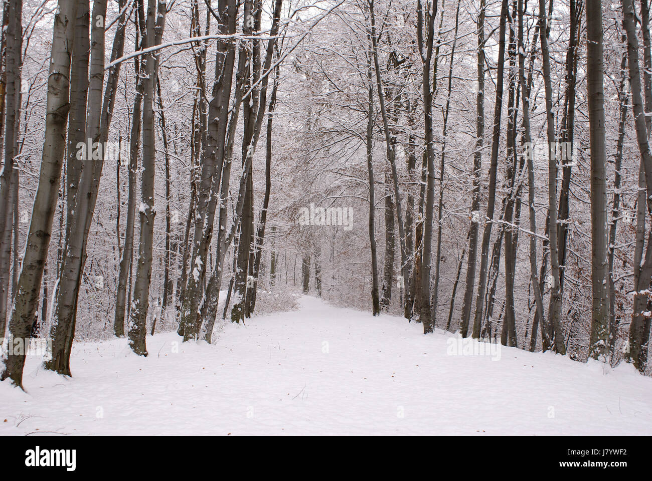 cold branch blizzard climate backdrop background beauty walk go going ...