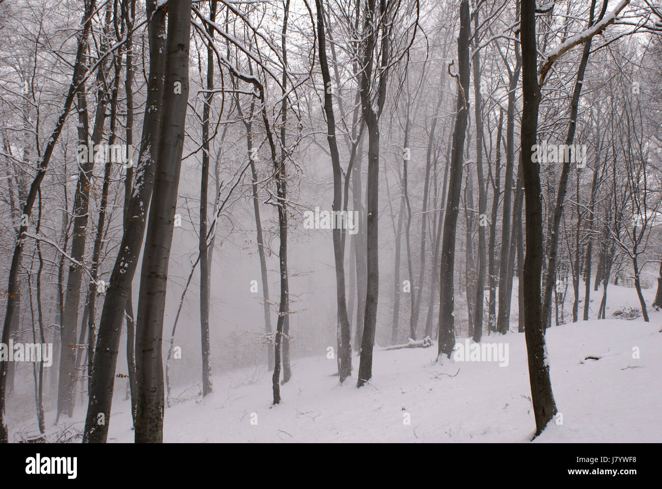 cold branch blizzard climate backdrop background beauty walk go going ...