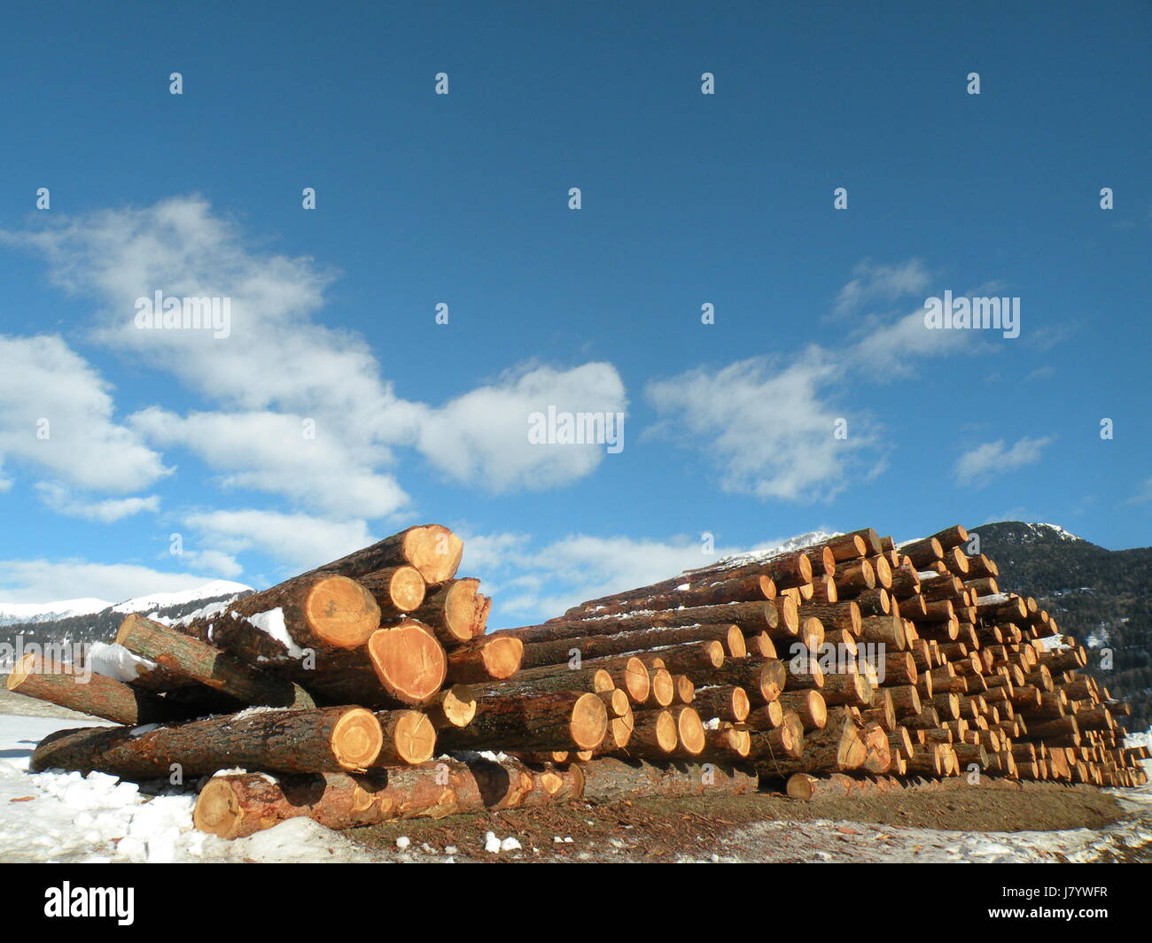 tree wood agriculture farming alps fir larch cutting of timber forest ...