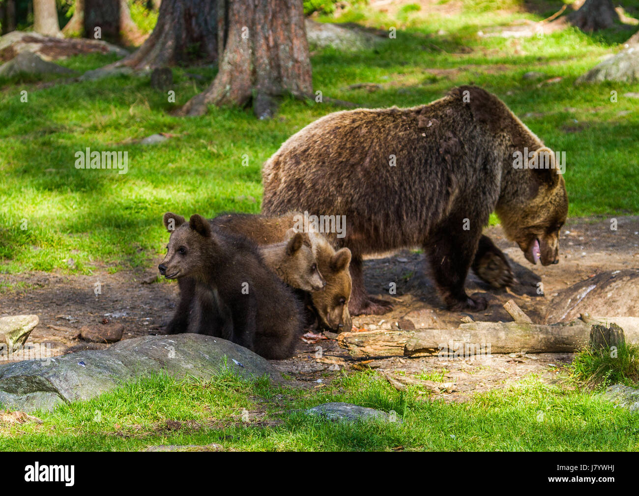 Wild living brown bears in Finland, near the Russian border Stock Photo ...