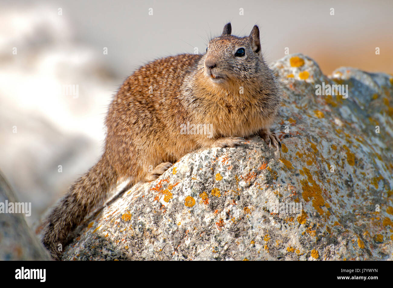 mammal rodent skin california wild animal spermophilus macro close-up ...