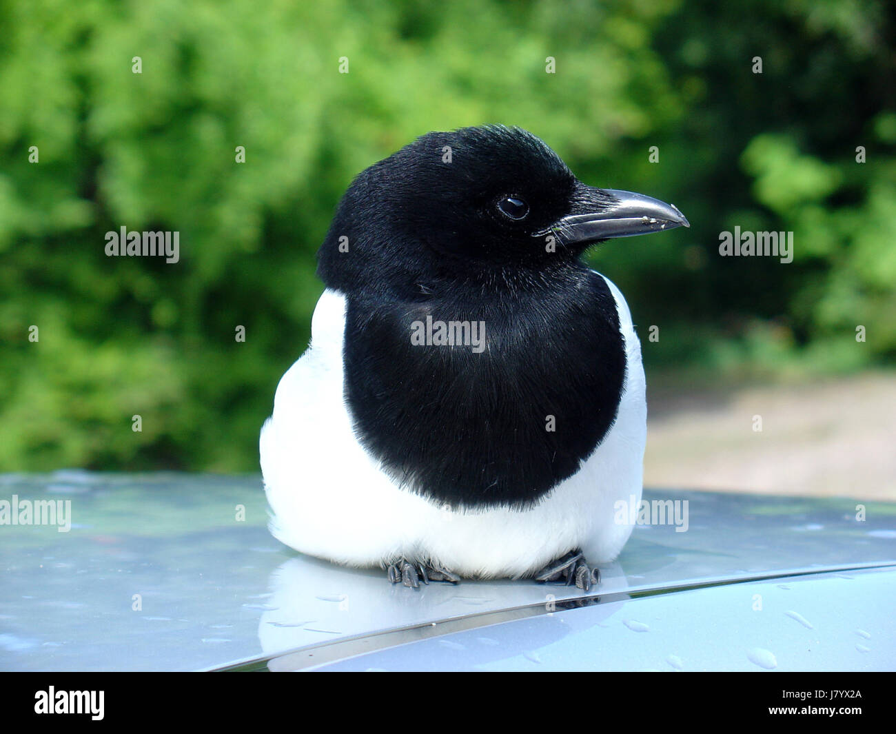 bird birds car automobile vehicle means of travel motor vehicle spring ...