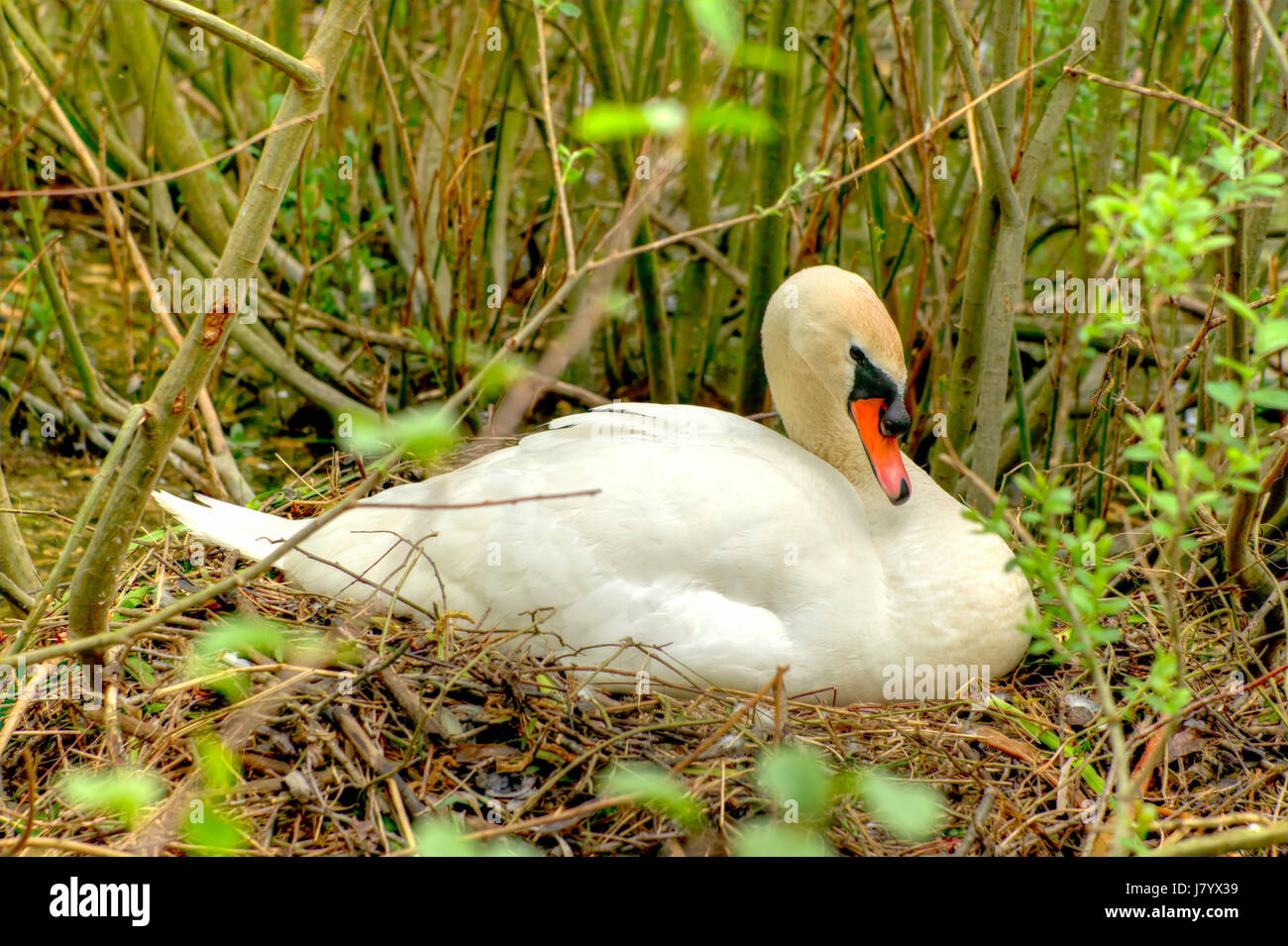 step tier animal bird fauna swan nest put sitting sit white nature step tier Stock Photo - Alamy