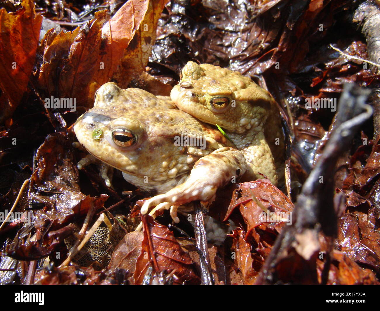 spring amphibians fresh water pond water spring amphibians fresh water ...
