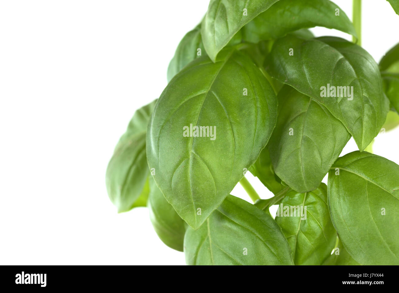 leaf boil cooks boiling cooking italian basil herb ingredient plant ...