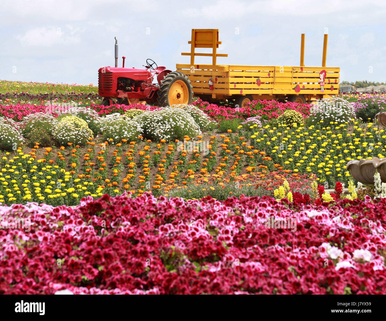 garden flower plant bloom blossom flourish flourishing agriculture ...
