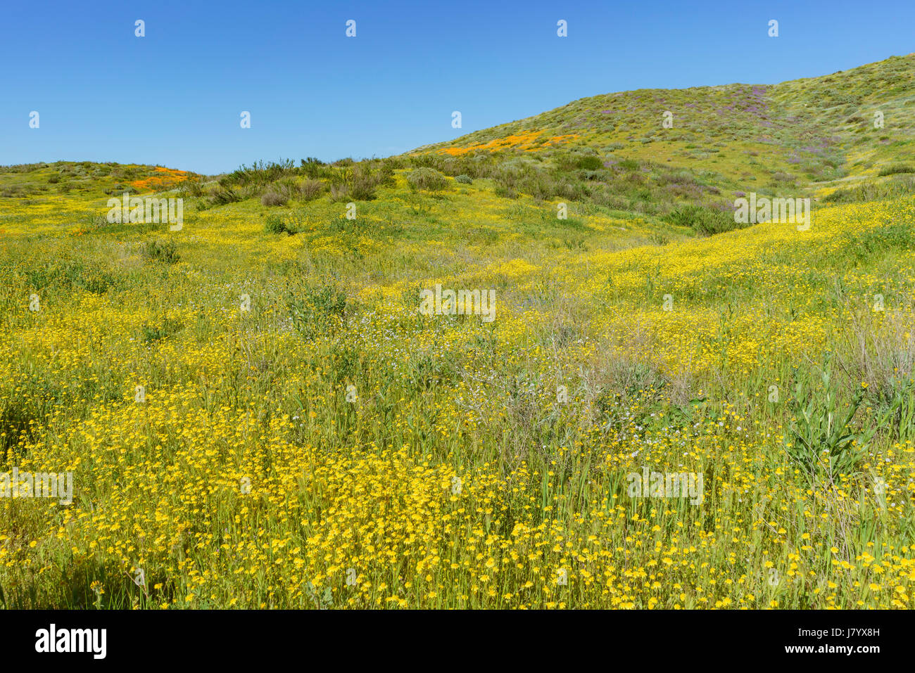 Lots of wild flower blossom (Bitterweed and Poppy) at Diamond Valley ...