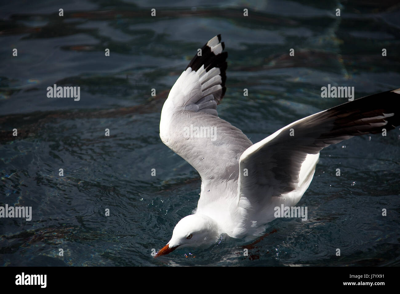 bird birds sea gull feathering salt water sea ocean water swimming ...