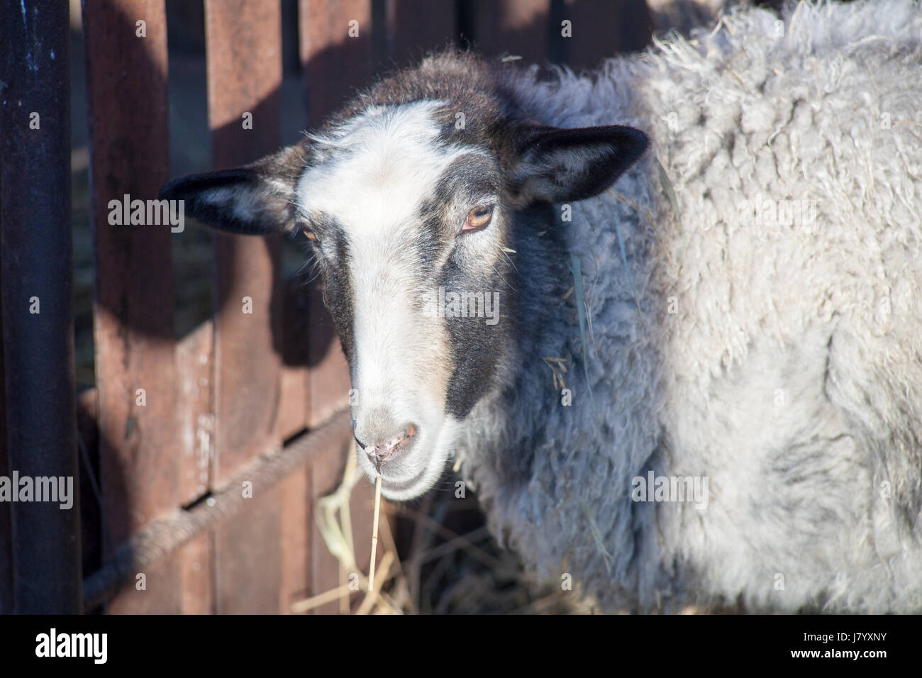 Romanov sheep breed in a pen at the home farm in Australia Stock Photo ...